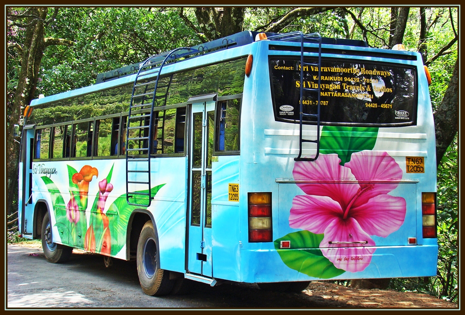 Colourful tourist bus from Tamil Nadu matches the flowering trees ...