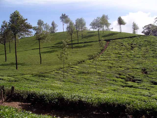 Munnar Magic - Ghumakkar - Inspiring travel experiences.