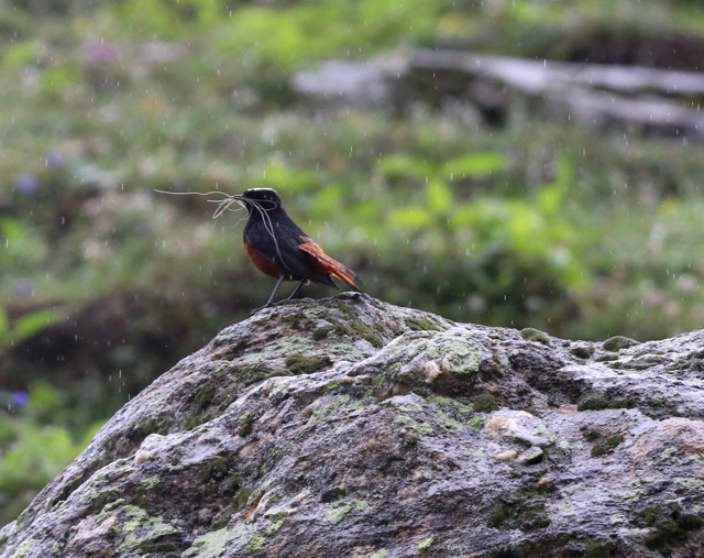 Chandratal to Sarchu... a picturesque drive through Lahaul - Ghumakkar ...